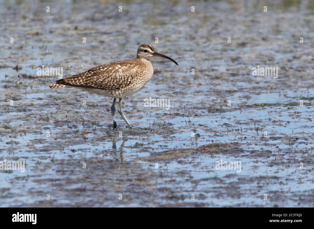 whimbrel (Numenius phaeopus), wading through mud, side view, South ...