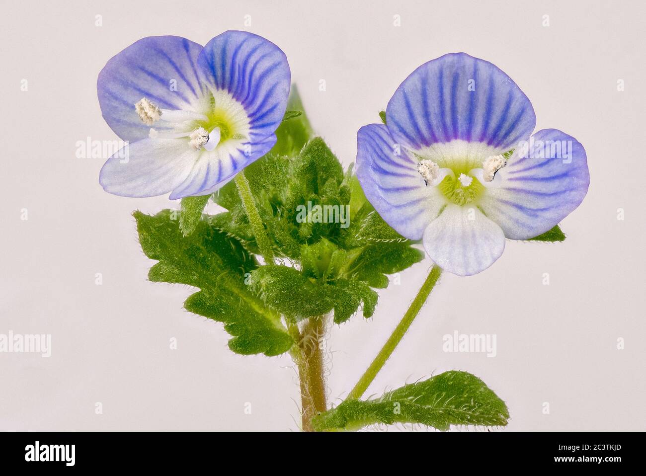Persian Speedwell
