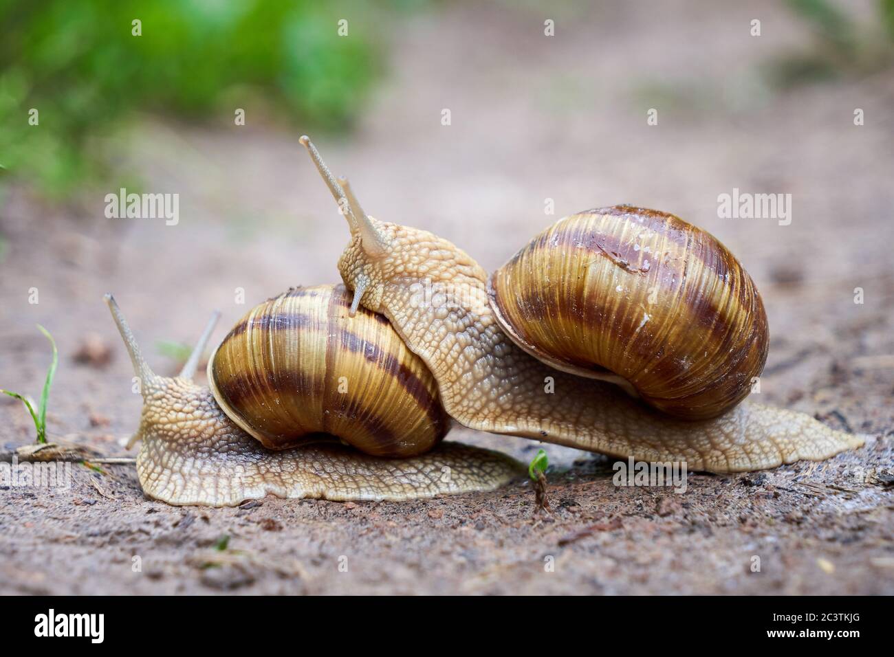 One snail climbing another snail ( Helix Pomatia Stock Photo - Alamy
