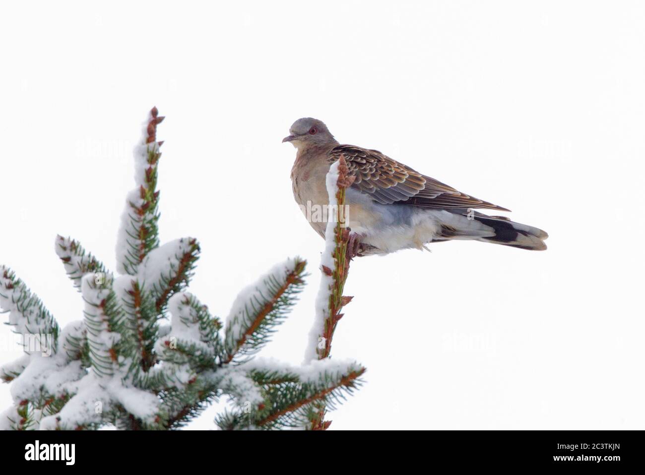 Western turtle dove (Streptopelia orientalis meena, Streptopelia meena ...