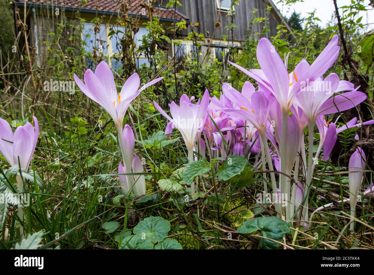 Byzantine Meadow Saffron (Colchicum byzantinum, Colchicum x byzantinum ...