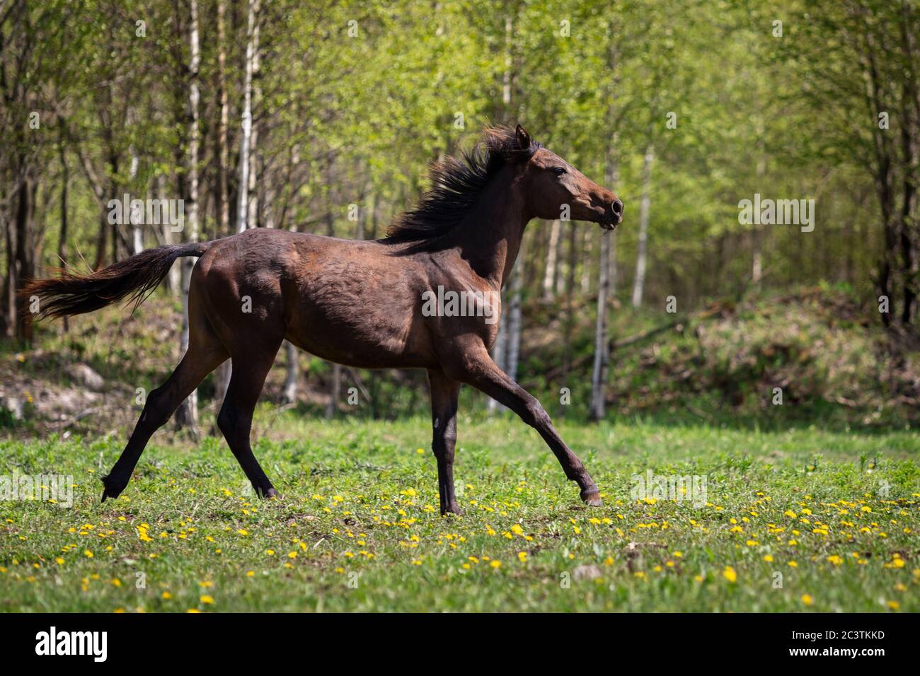 Bay horse galloping hi-res stock photography and images - Alamy