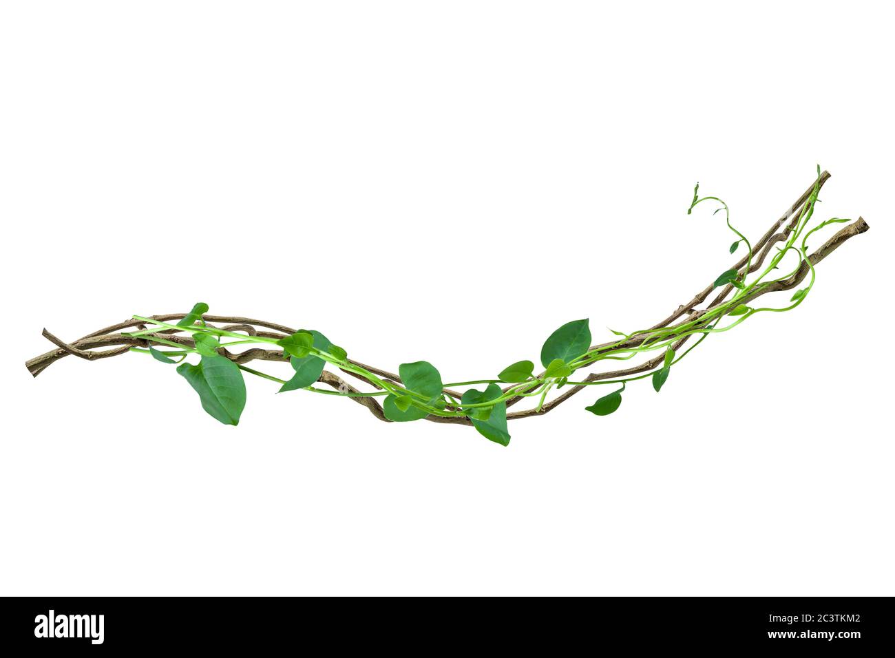 circular vine at the roots of tropical trees. isolated on white ...