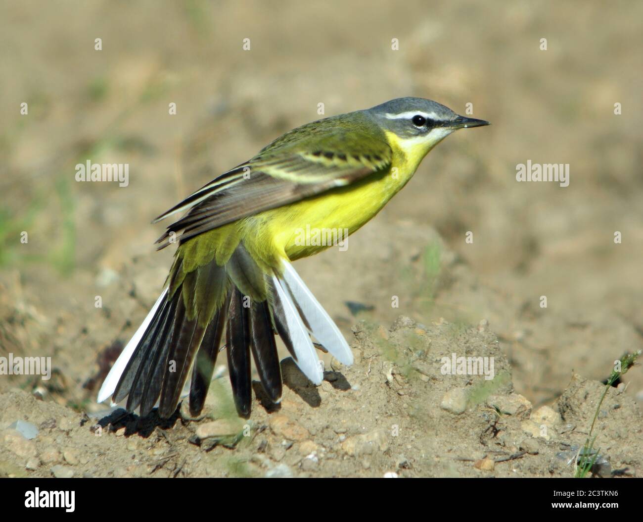 Grenn-headed Eastern yellow wagtail (Motacilla tschutschensis taivana ...