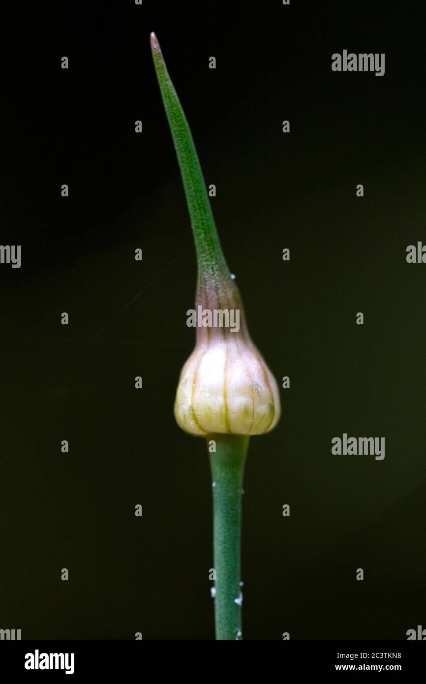 field garlic, crow garlic, wild onion (Allium vineale), inflorescence ...
