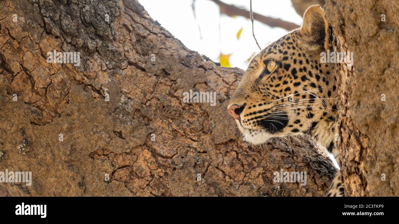 Leopard over tree looking to the left side Stock Photo - Alamy