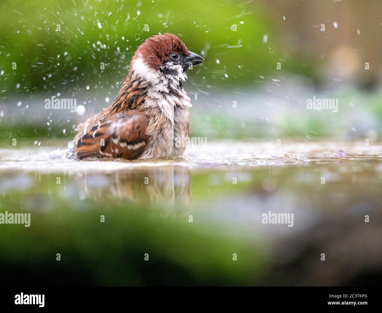 Pond half view hi-res stock photography and images - Alamy