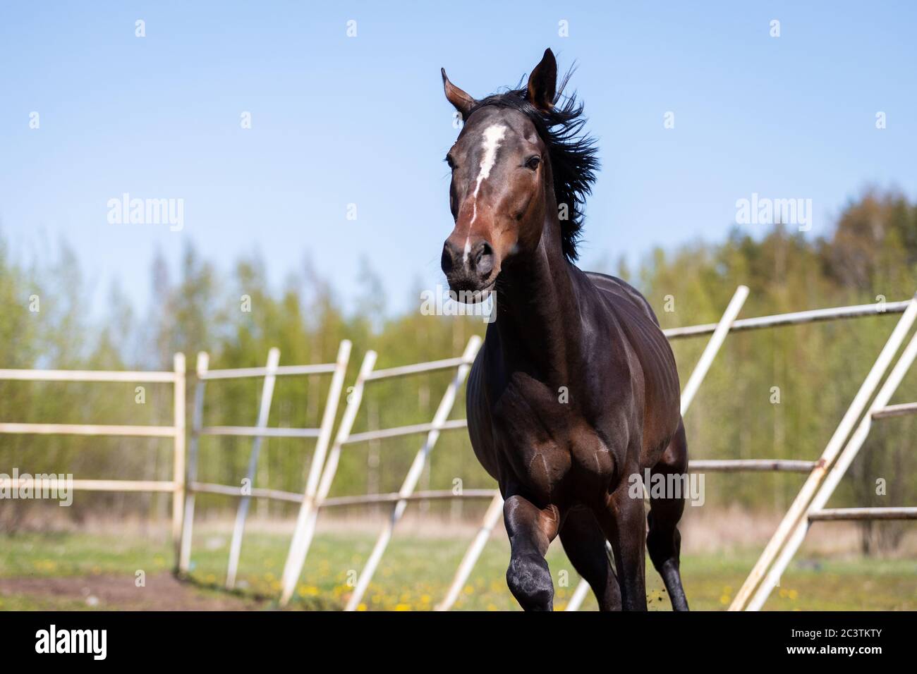 Chestnut horse galloping hi-res stock photography and images - Alamy