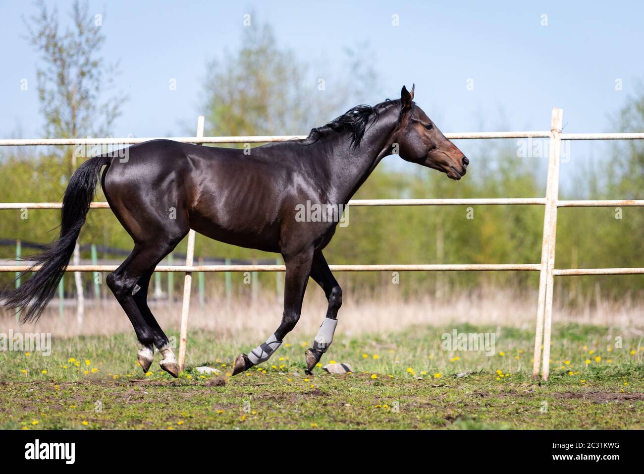 Chestnut horse galloping hi-res stock photography and images - Alamy
