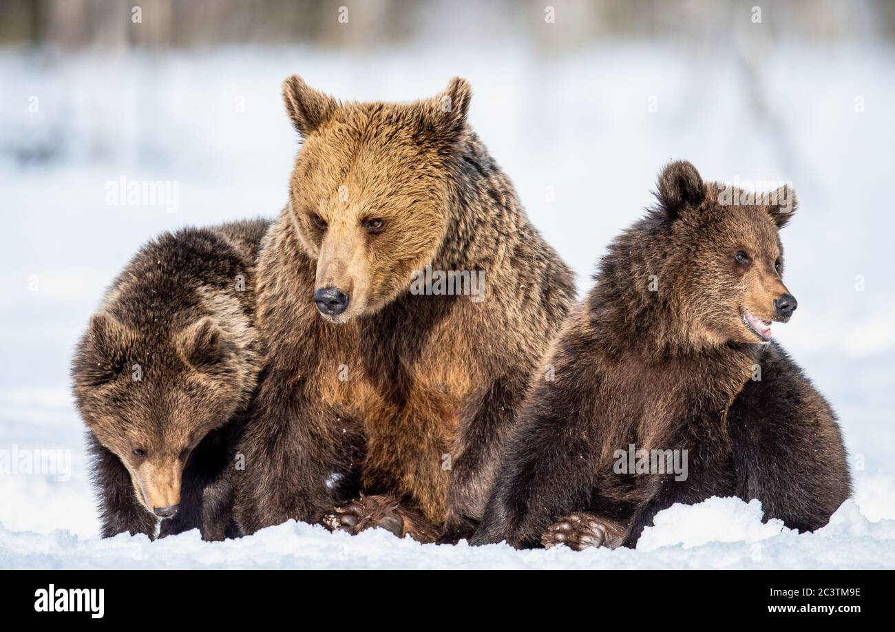 She-bear and bear cubs in winter. Natural habitat. Brown bear ...