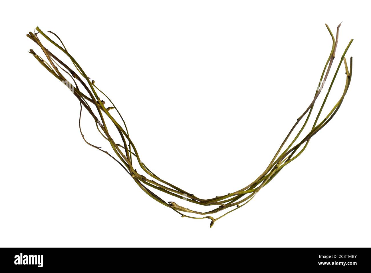 wood root. Spiral twisted jungle tree branch, vine liana plant isolated ...