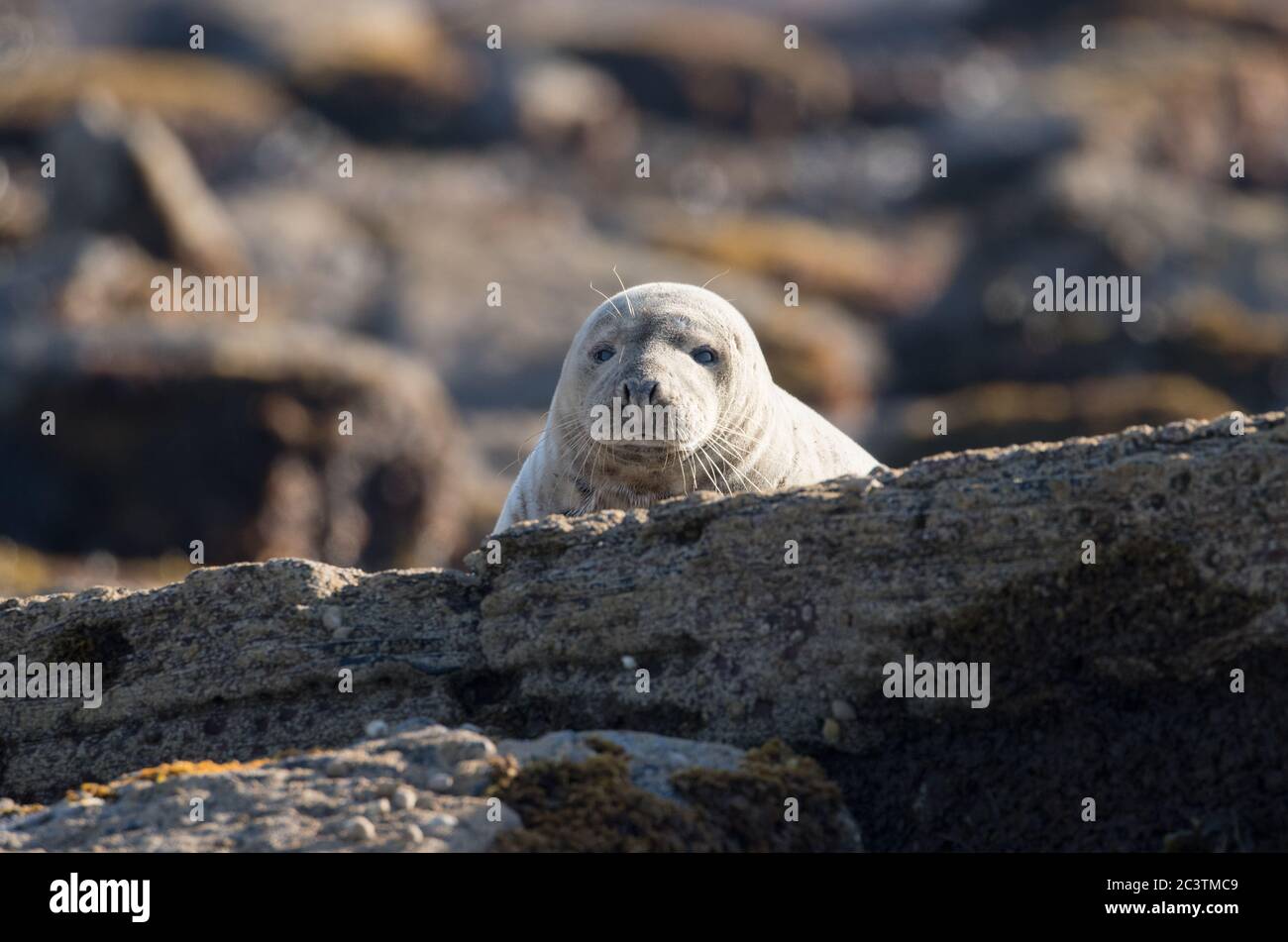 Seals at ravenscar hi-res stock photography and images - Alamy