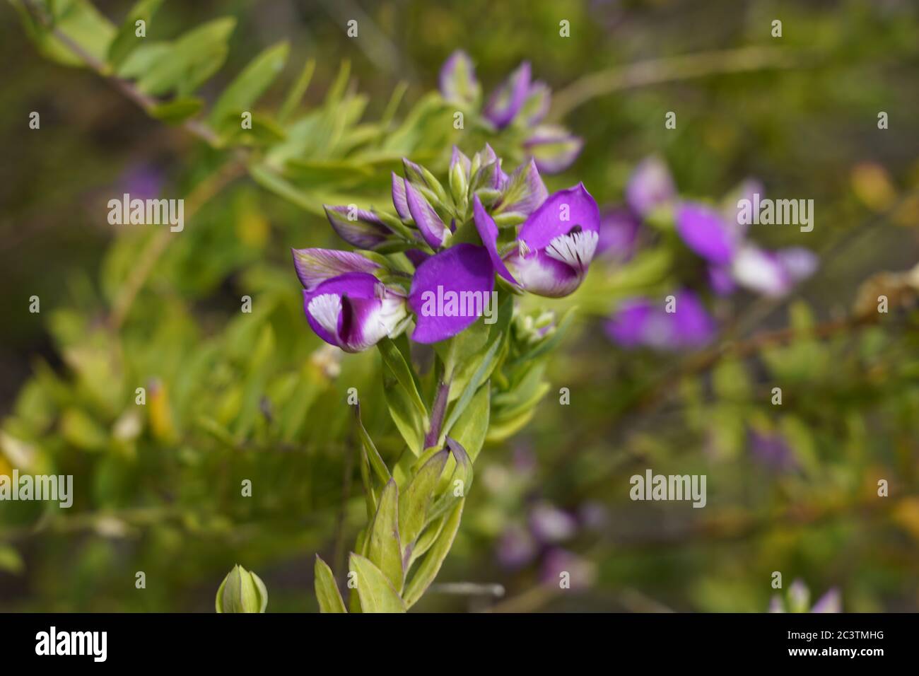 Beautiful purple flowers of the Sweet Pea bush Bendigo, Victoria ...
