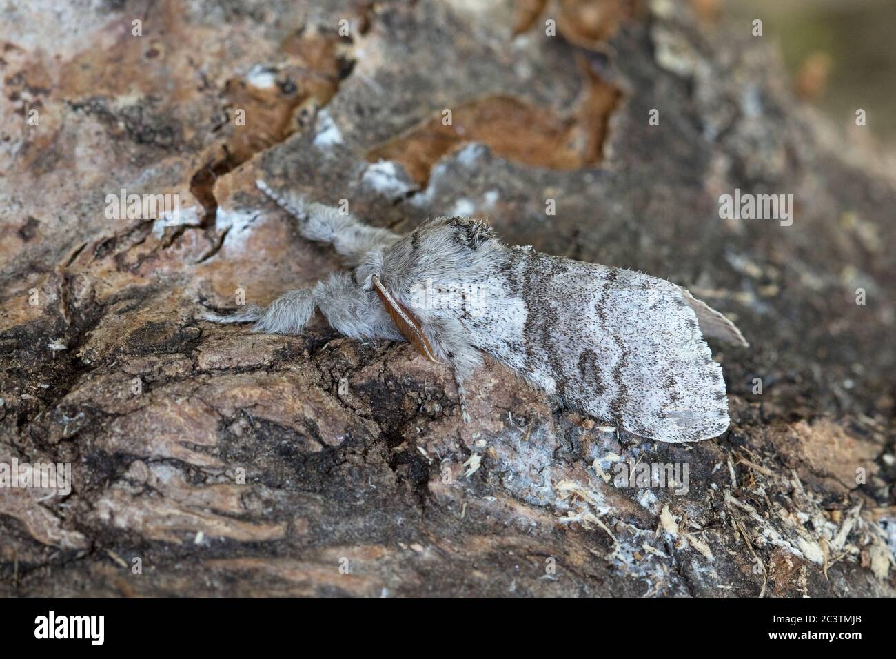 Pale Tussock Moth (Calliteara pudibunda Stock Photo - Alamy