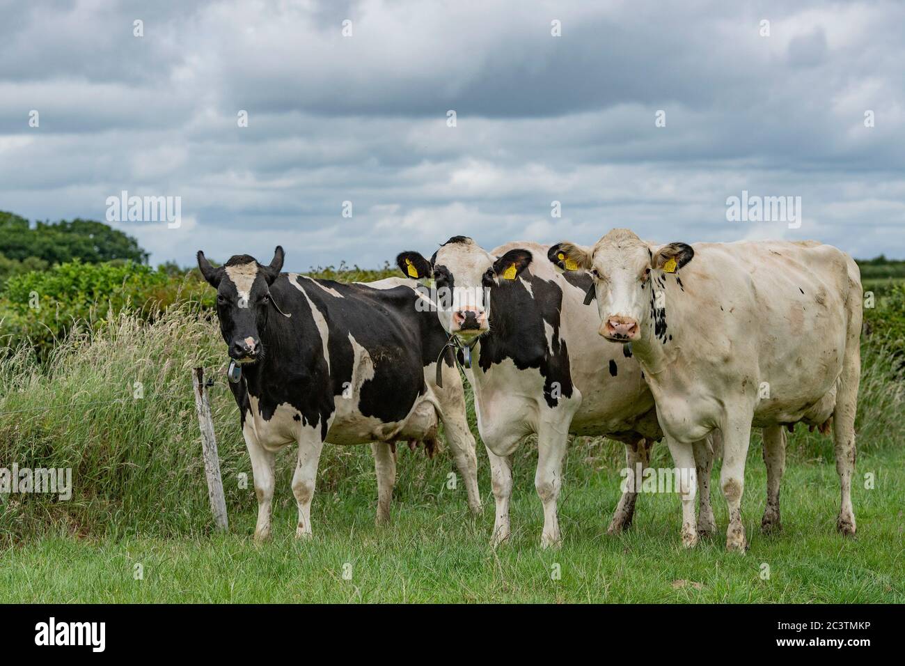 high yielders (Rocky daughters Stock Photo - Alamy