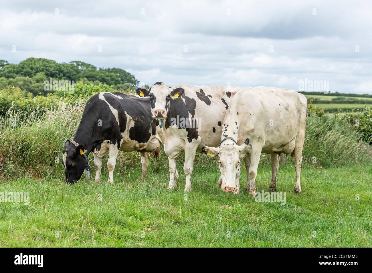 high yielders (Rocky daughters Stock Photo - Alamy