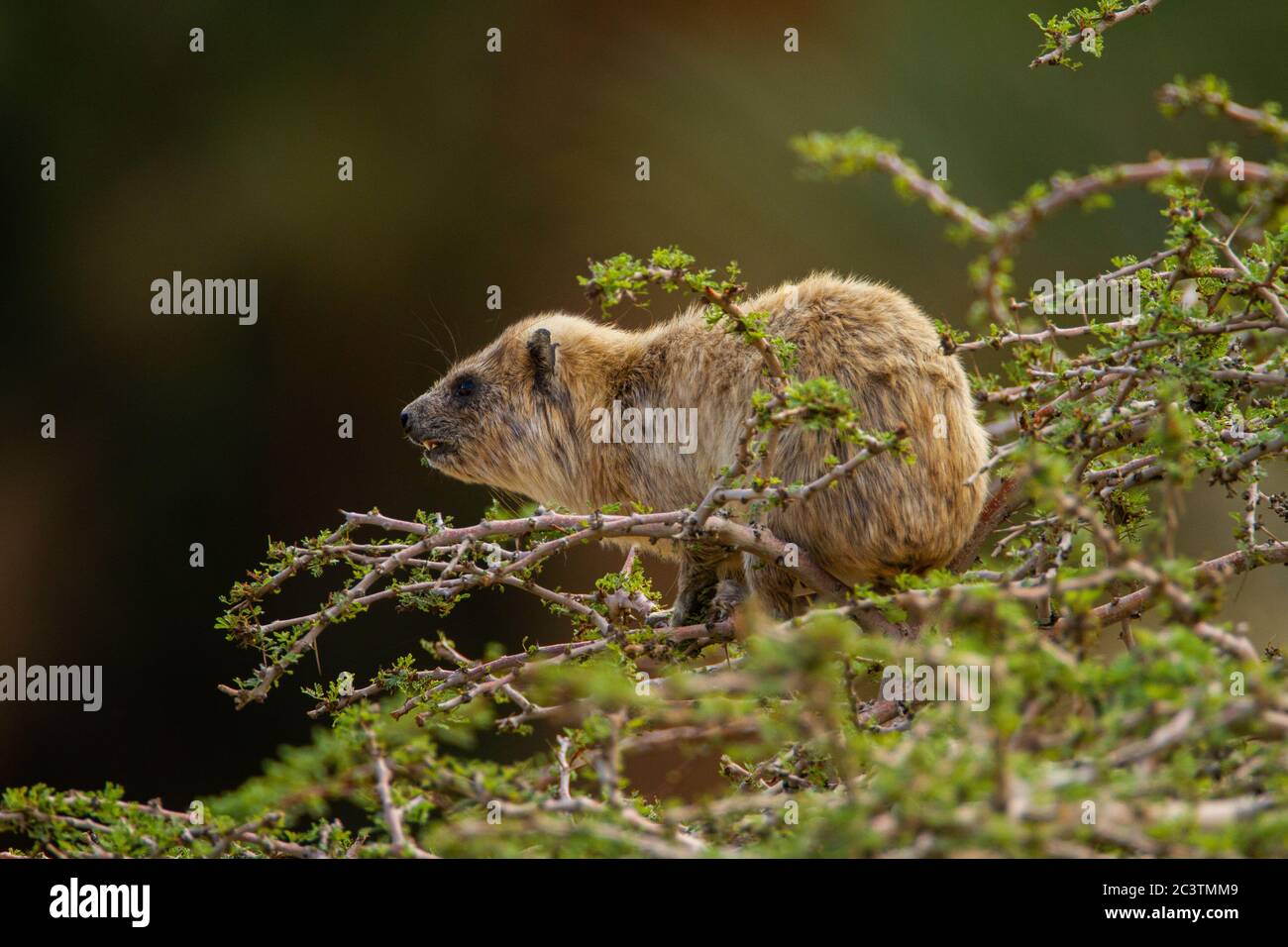 Rock Hyrax, (Procavia capensis). Photographed in Israel Stock Photo - Alamy