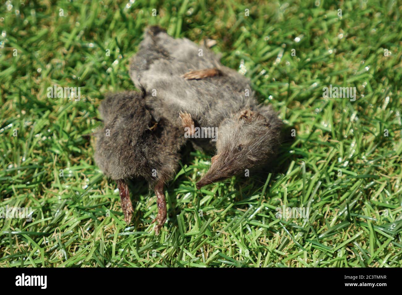 Shrew teeth hi-res stock photography and images - Alamy