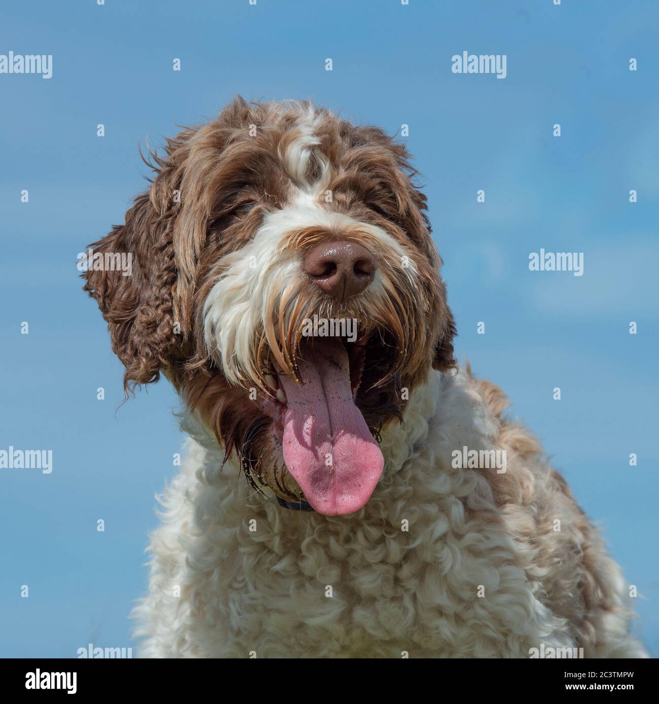 Hot dog mouth hi-res stock photography and images - Alamy