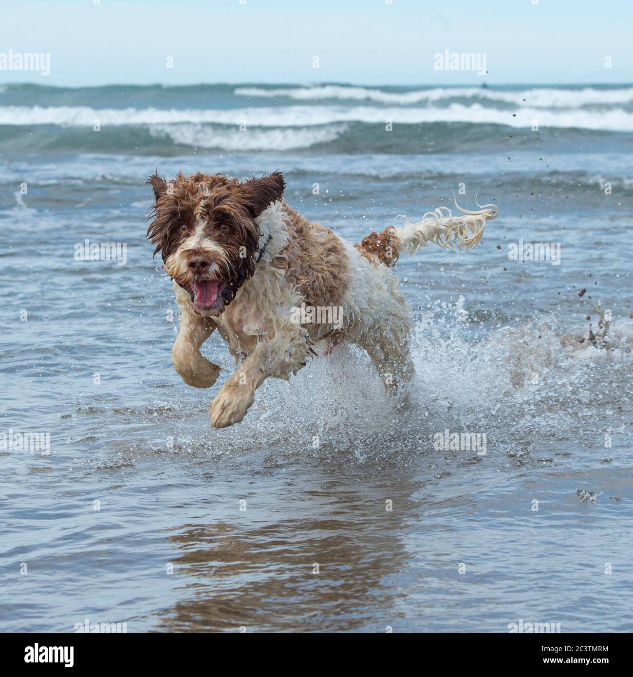 Cockapoo beach hi-res stock photography and images - Alamy
