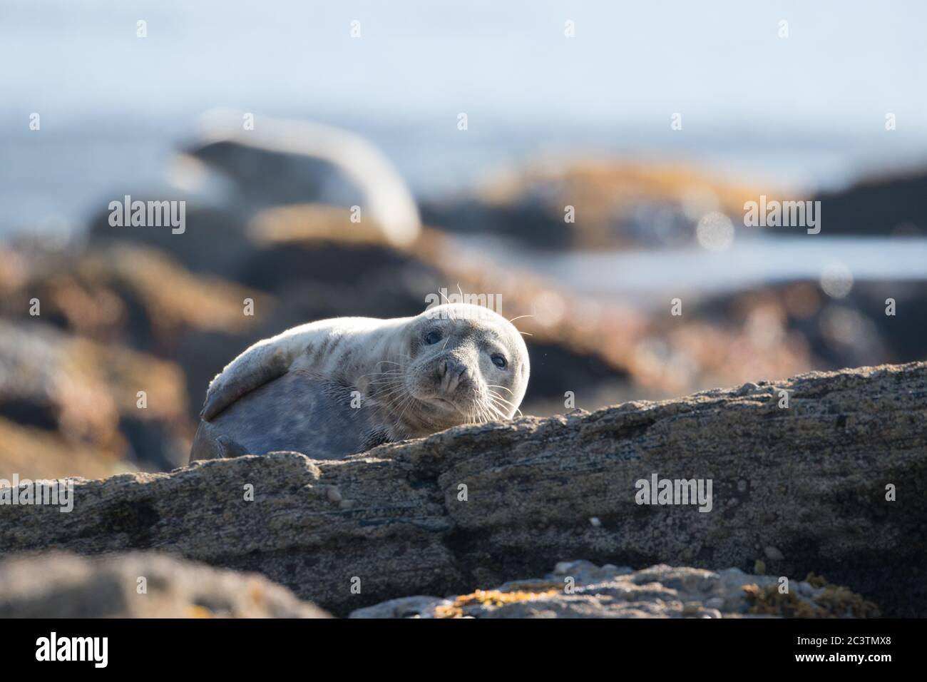 Grey seal, Ravenscar, North Yorkshire Stock Photo - Alamy