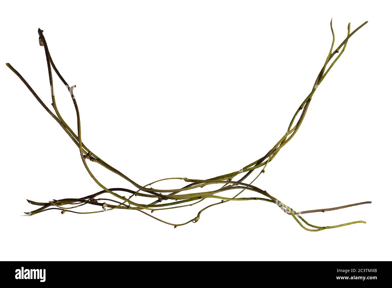 wood root. Spiral twisted jungle tree branch, vine liana plant isolated ...