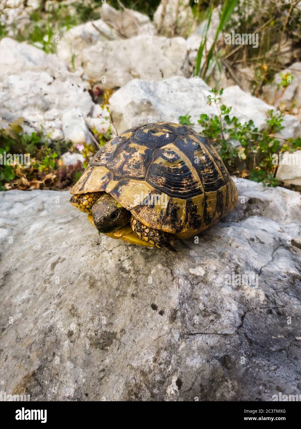 Swamp Turtle High Resolution Stock Photography and Images - Alamy