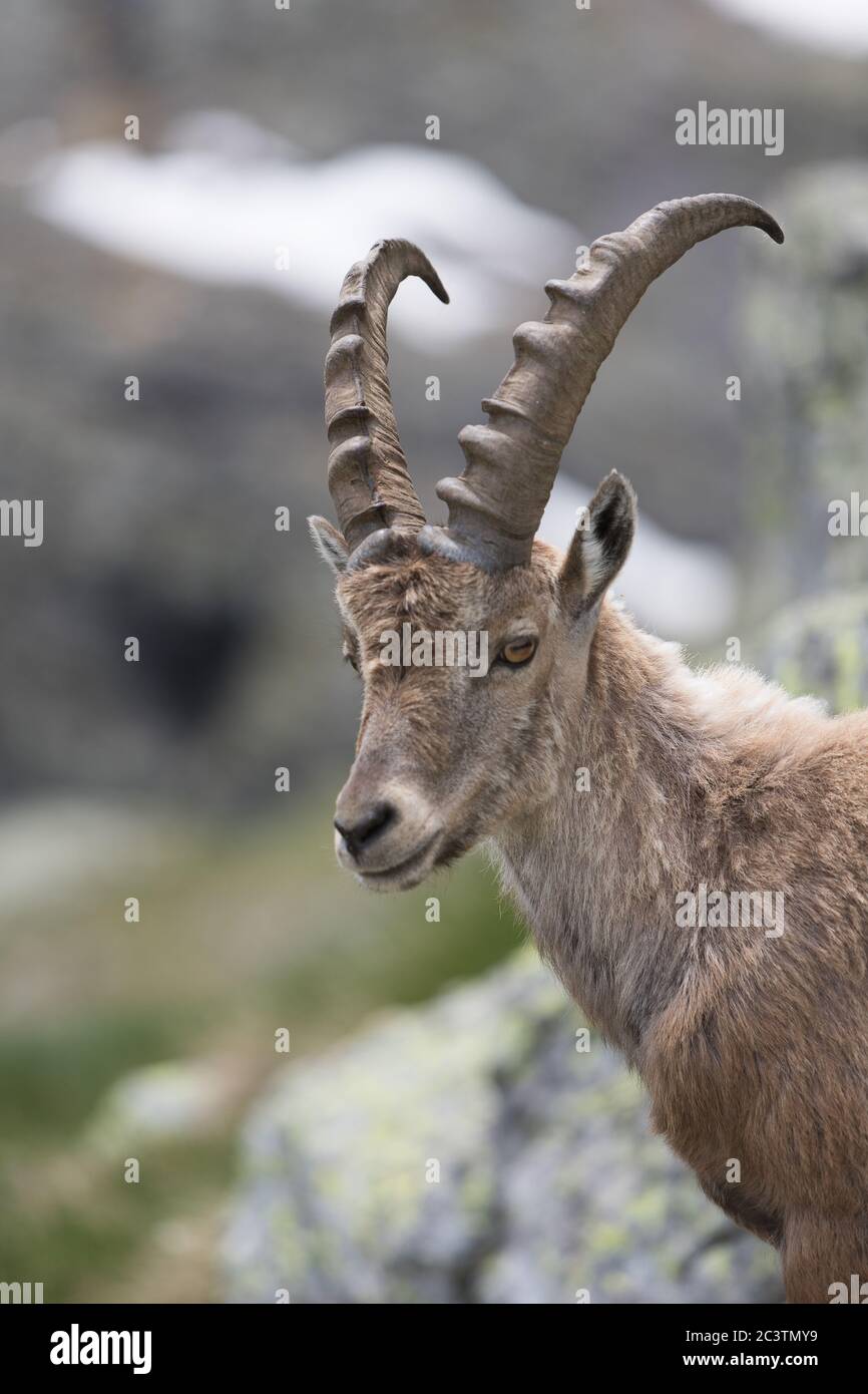 Ibex High Resolution Stock Photography and Images - Alamy