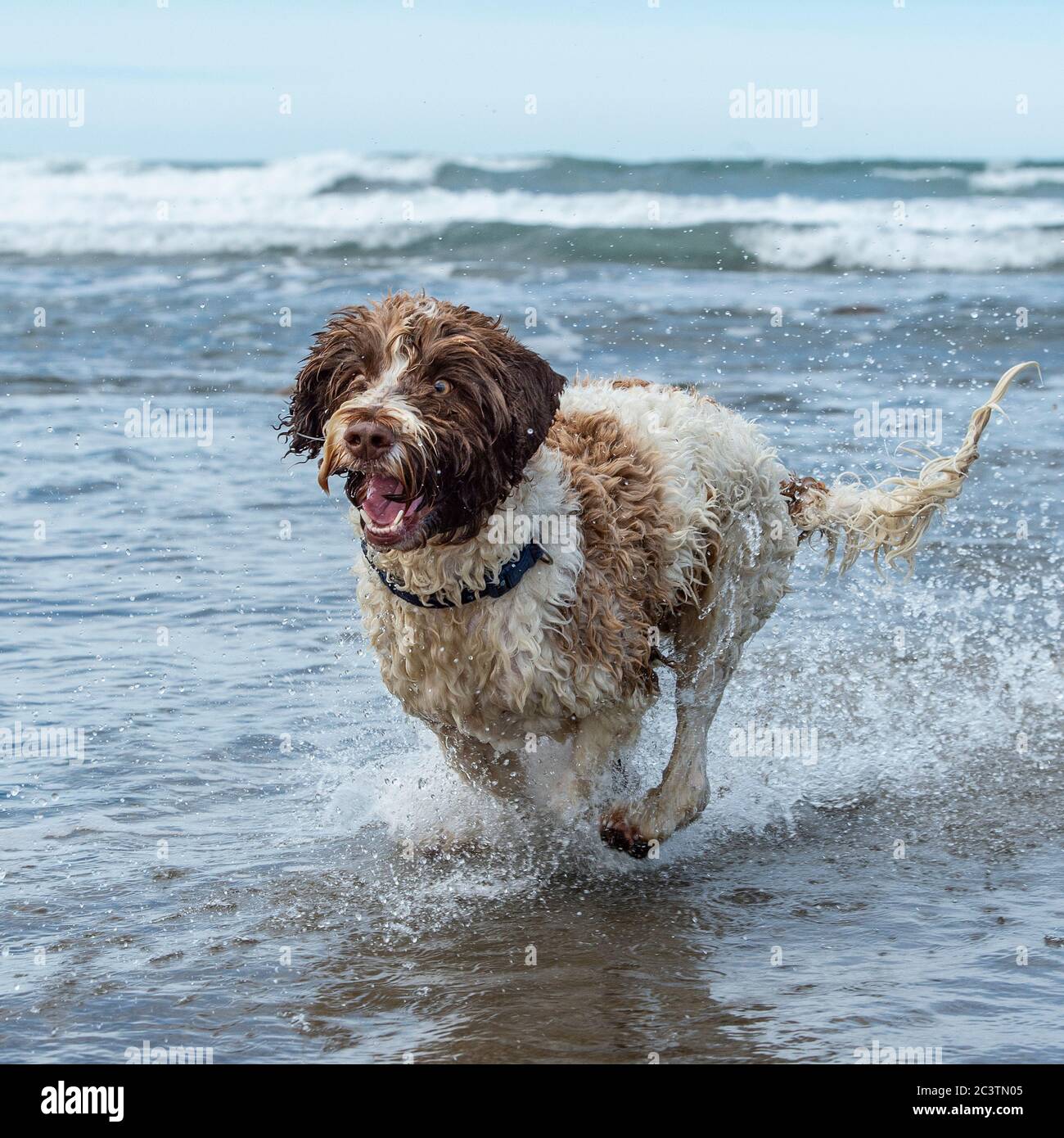 Cockapoo dogs hi-res stock photography and images - Alamy
