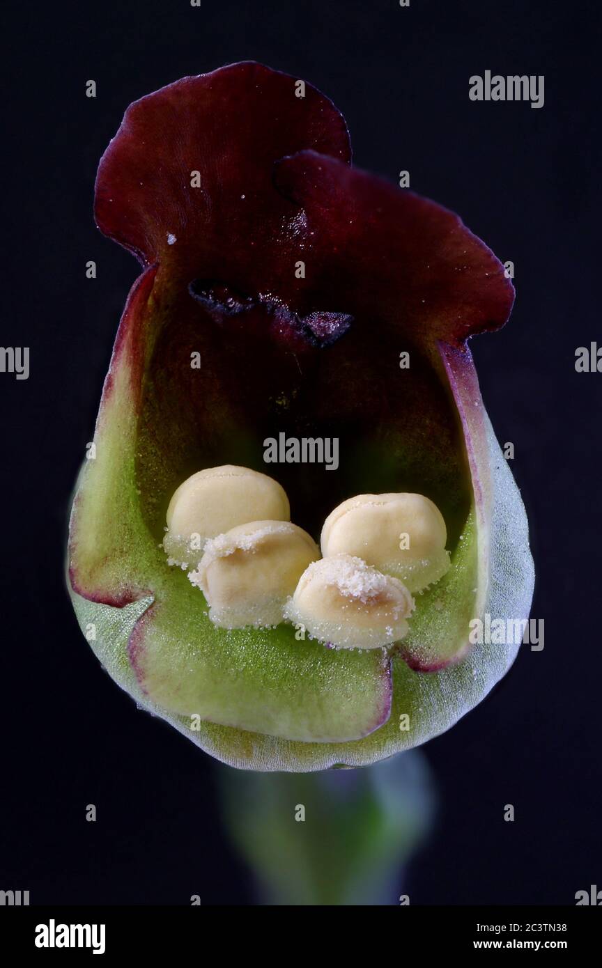 Common Figwort (Scrophularia nodosa). Flower Closeup Stock Photo - Alamy