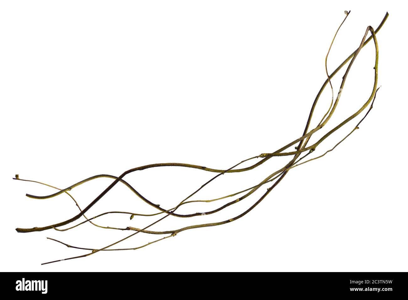 wood root. Spiral twisted jungle tree branch, vine liana plant isolated ...