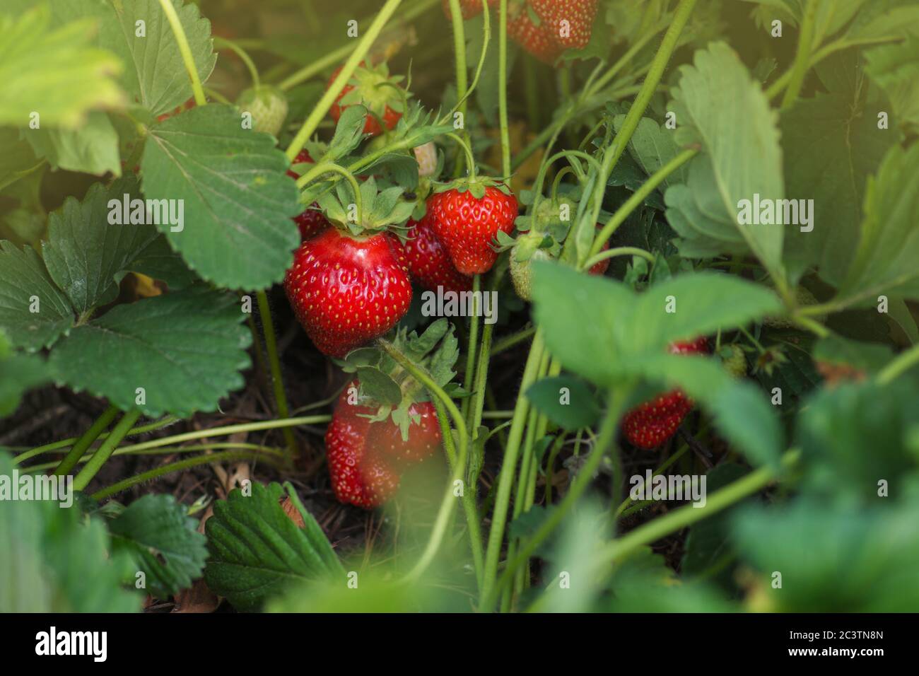Fresh strawberry from farm. Back to nature farming. Strawberry fruits ...