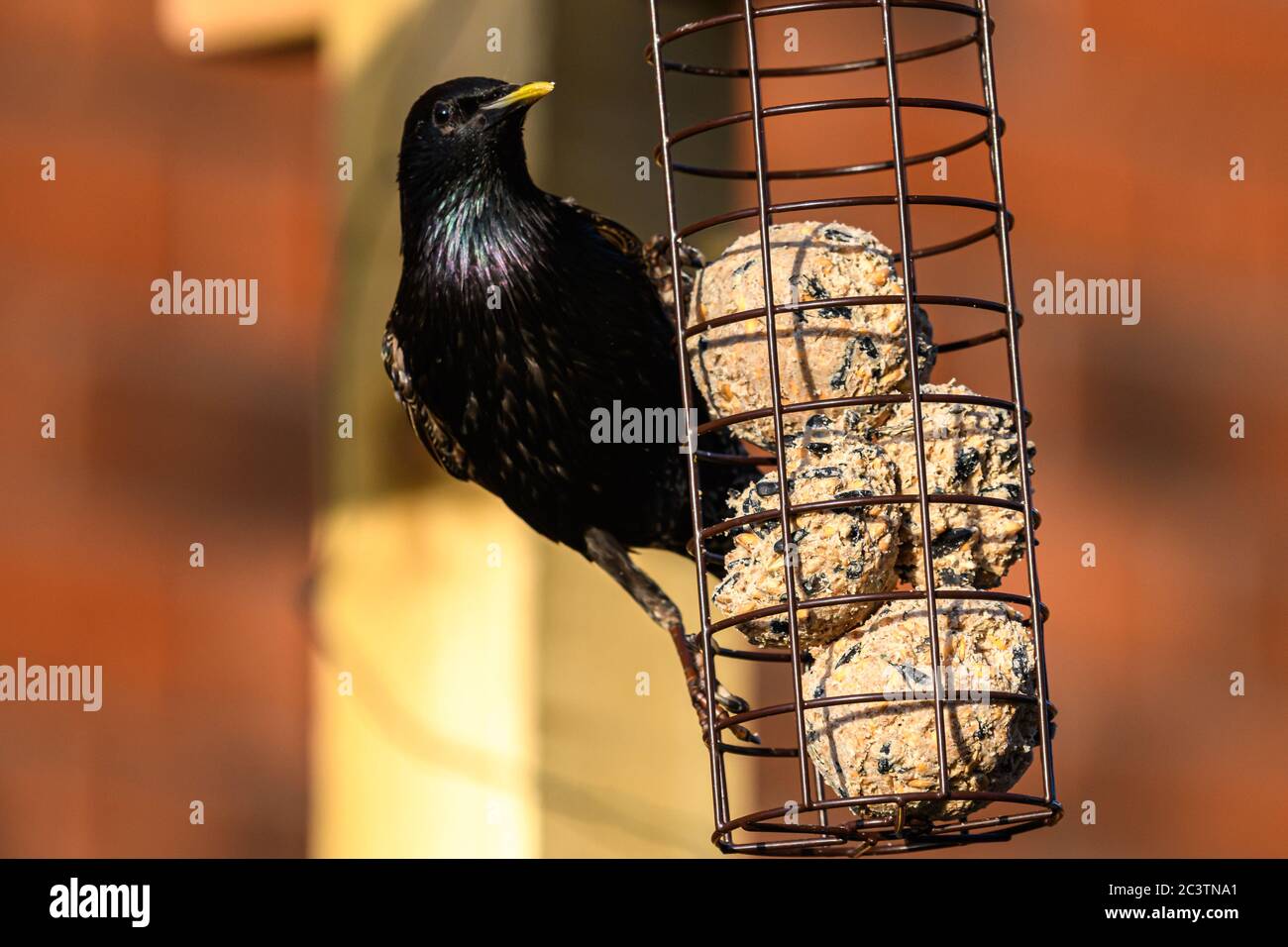 Starling on a bird feeder Stock Photo - Alamy