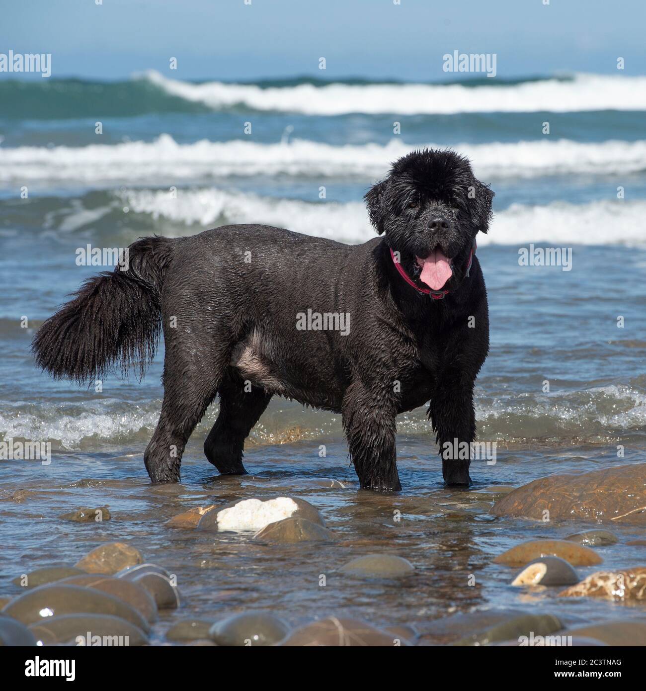 Newfoundland dog at the seaside hi-res stock photography and images - Alamy