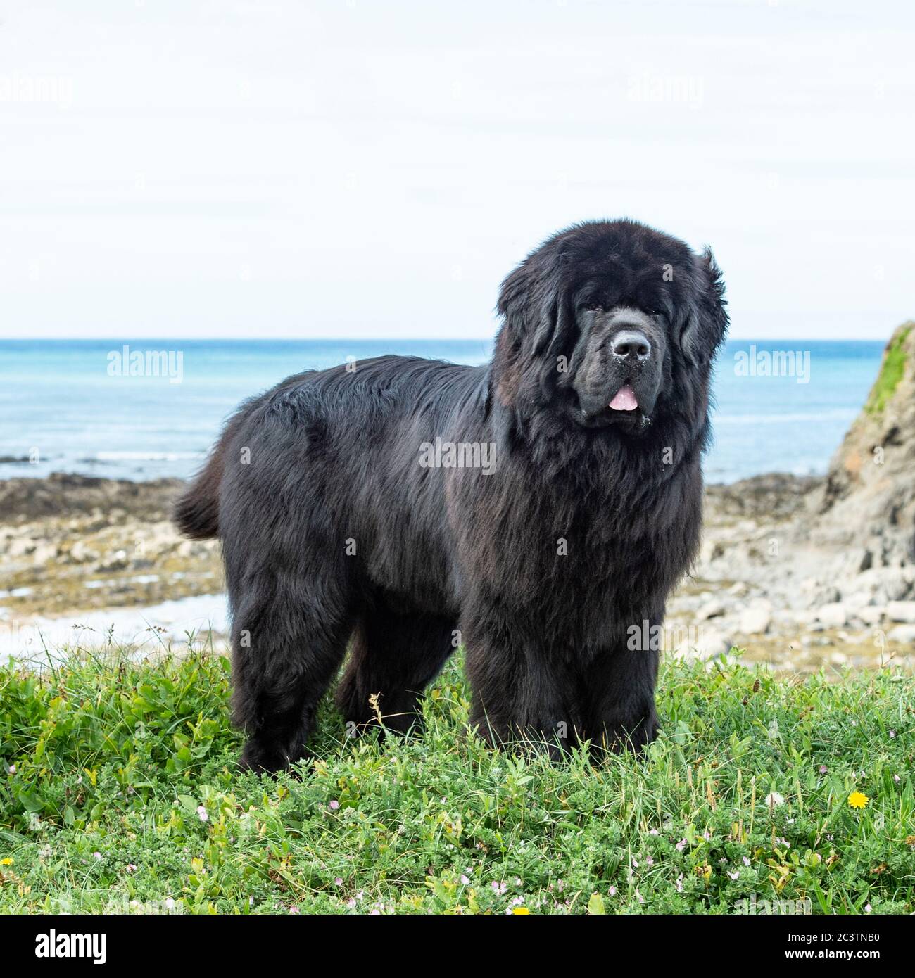 Newfoundland dog beach hi-res stock photography and images - Alamy