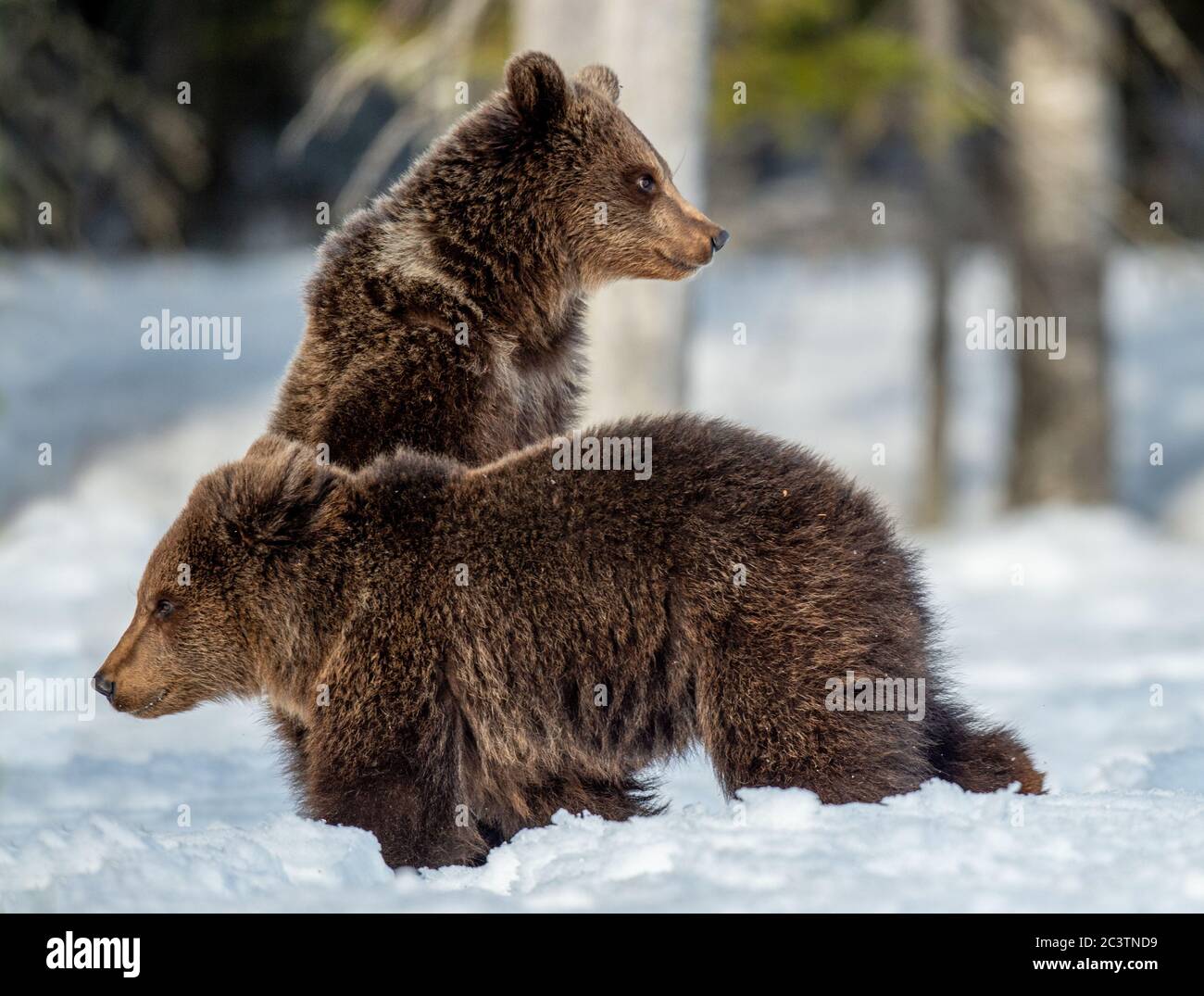 Bear standing on two legs hi-res stock photography and images - Alamy