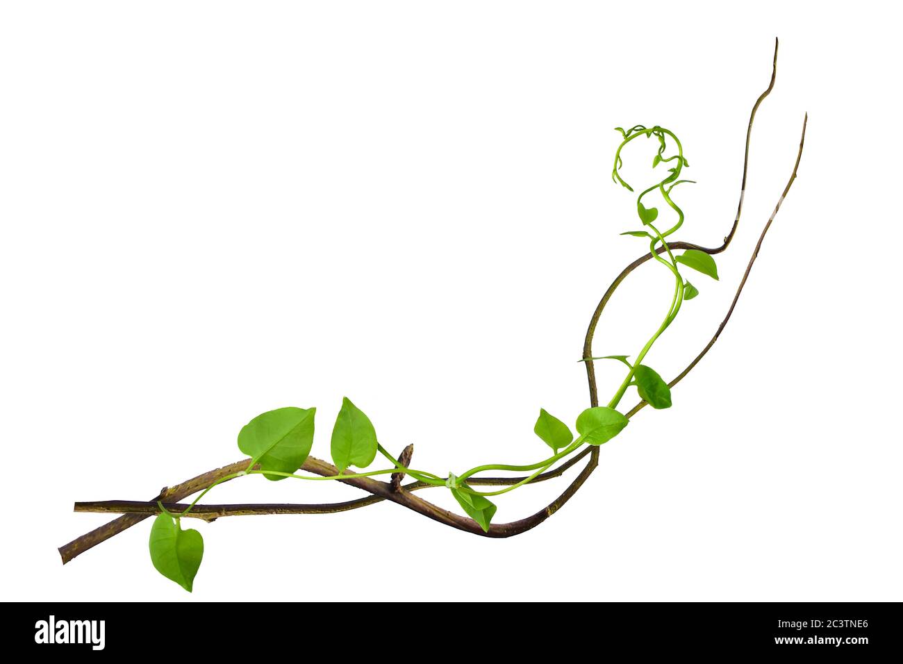 twisted vines leaves isolated on white background at the roots of ...