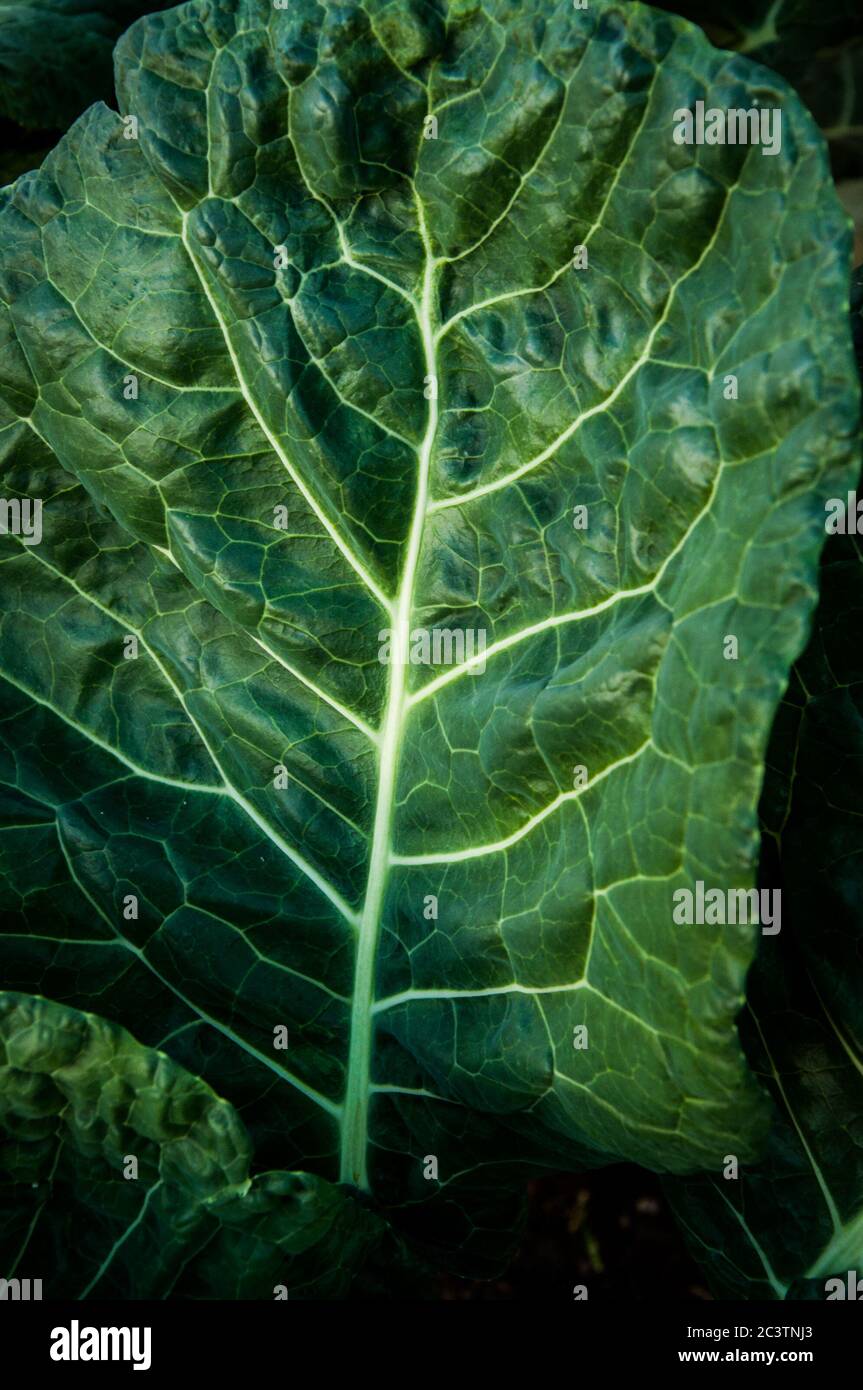 Plantar flora hi-res stock photography and images - Alamy