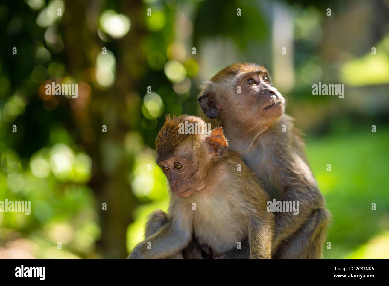 Two little monkeys hug while sitting on a fence Stock Photo - Alamy