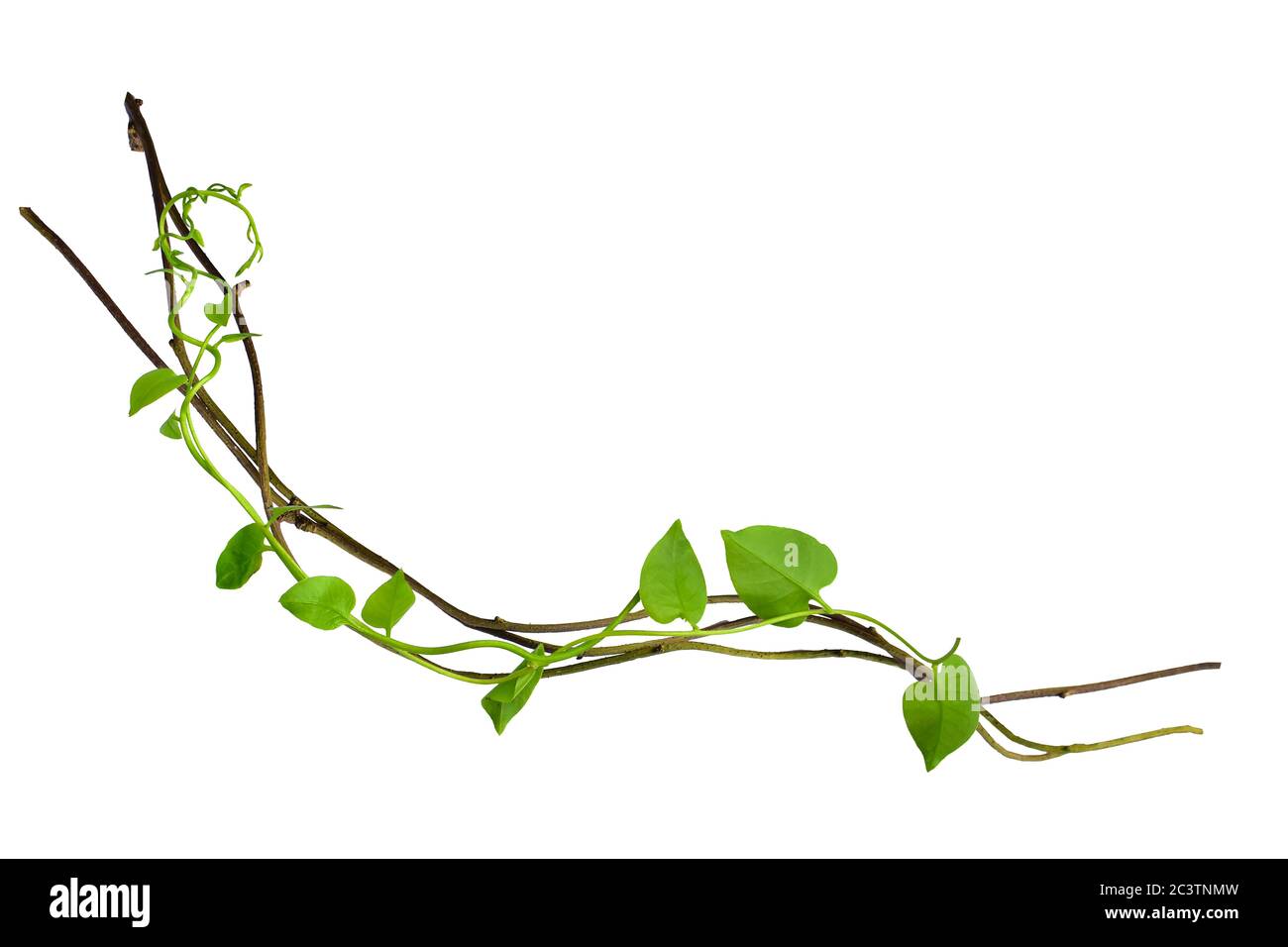 twisted vines leaves isolated on white background at the roots of ...