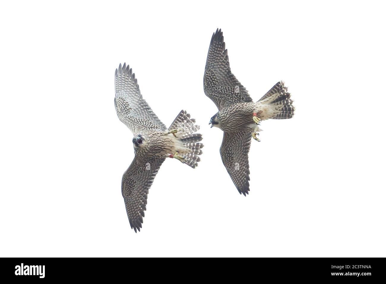 Peregrine falcon Cut Out Stock Images & Pictures - Alamy