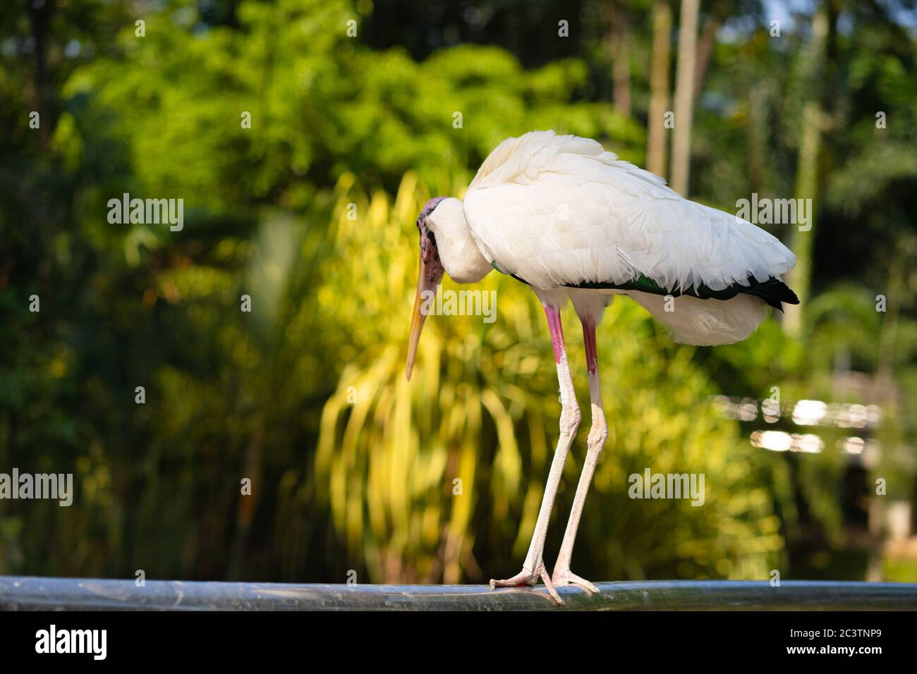 Portrait of milk stork on a fence Stock Photo - Alamy