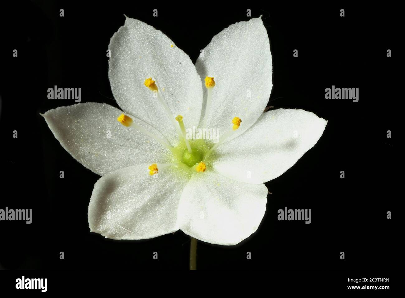 Six petaled flower hi-res stock photography and images - Alamy