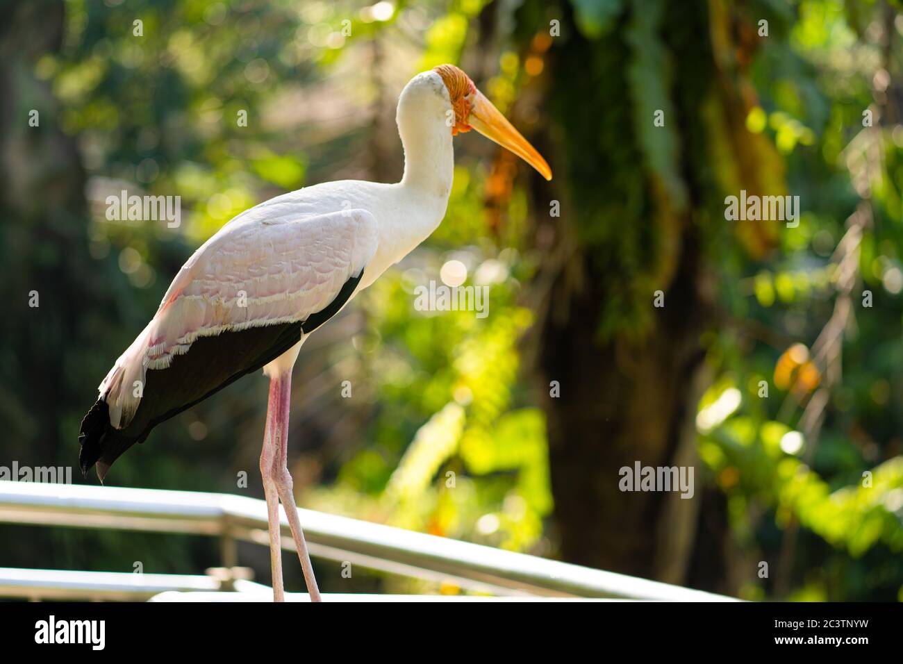 Portrait of milk stork on a fence Stock Photo - Alamy