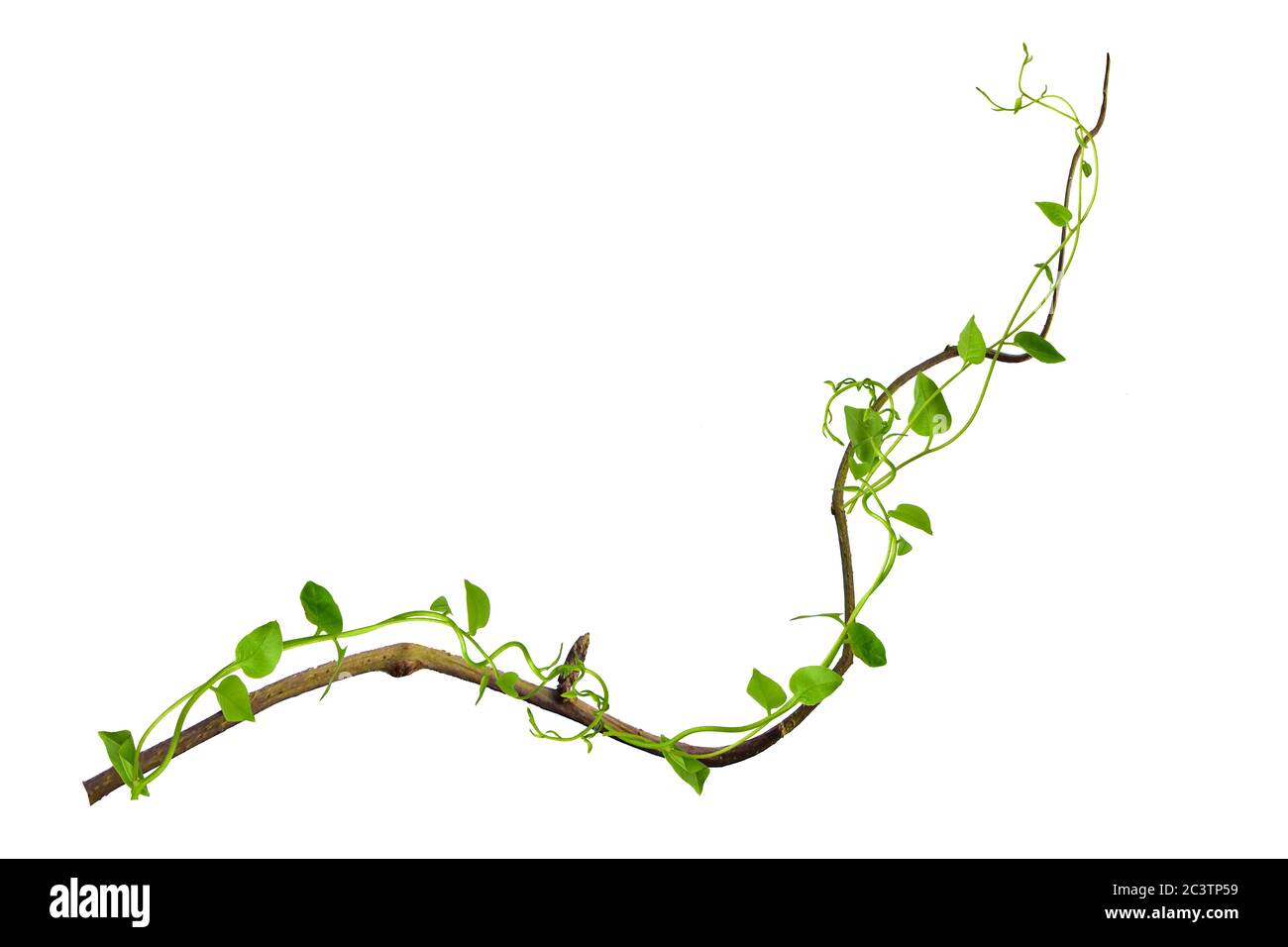 Vines White Background