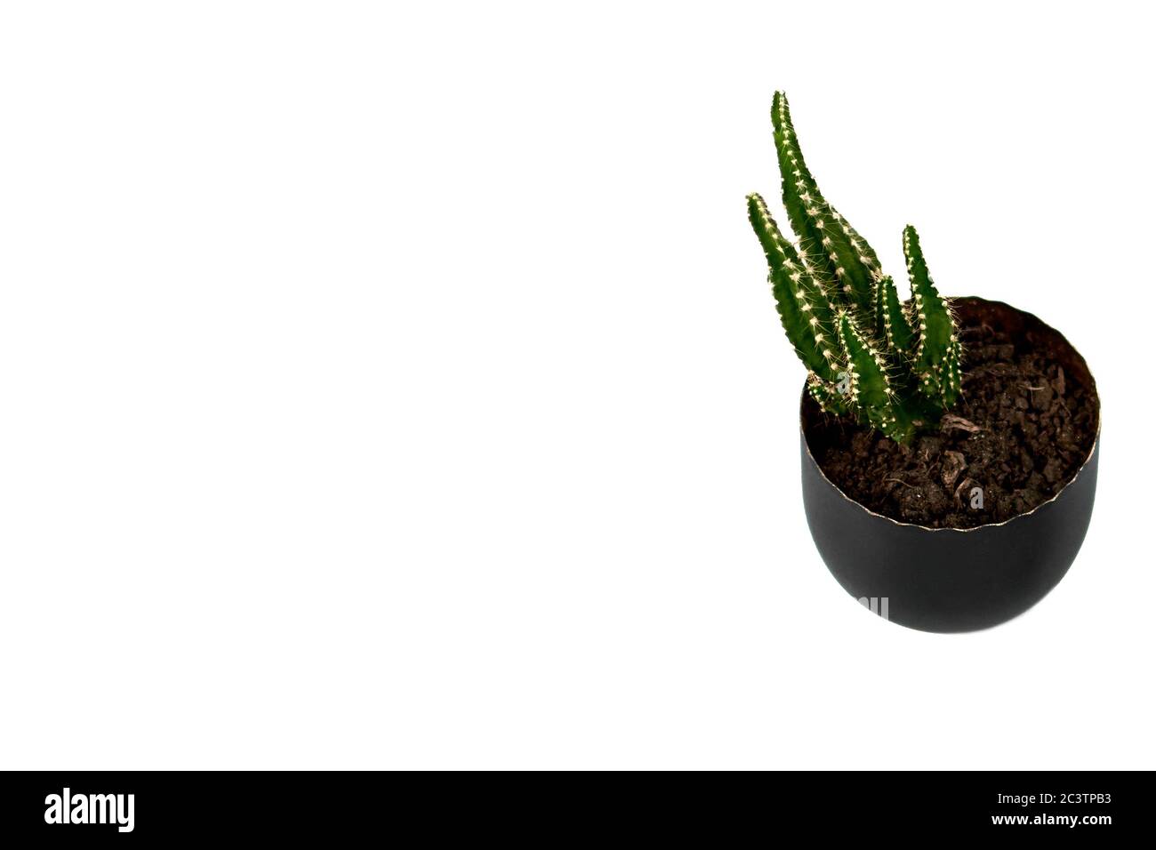 Decorative moss plant in dark pot isolated on with background ...