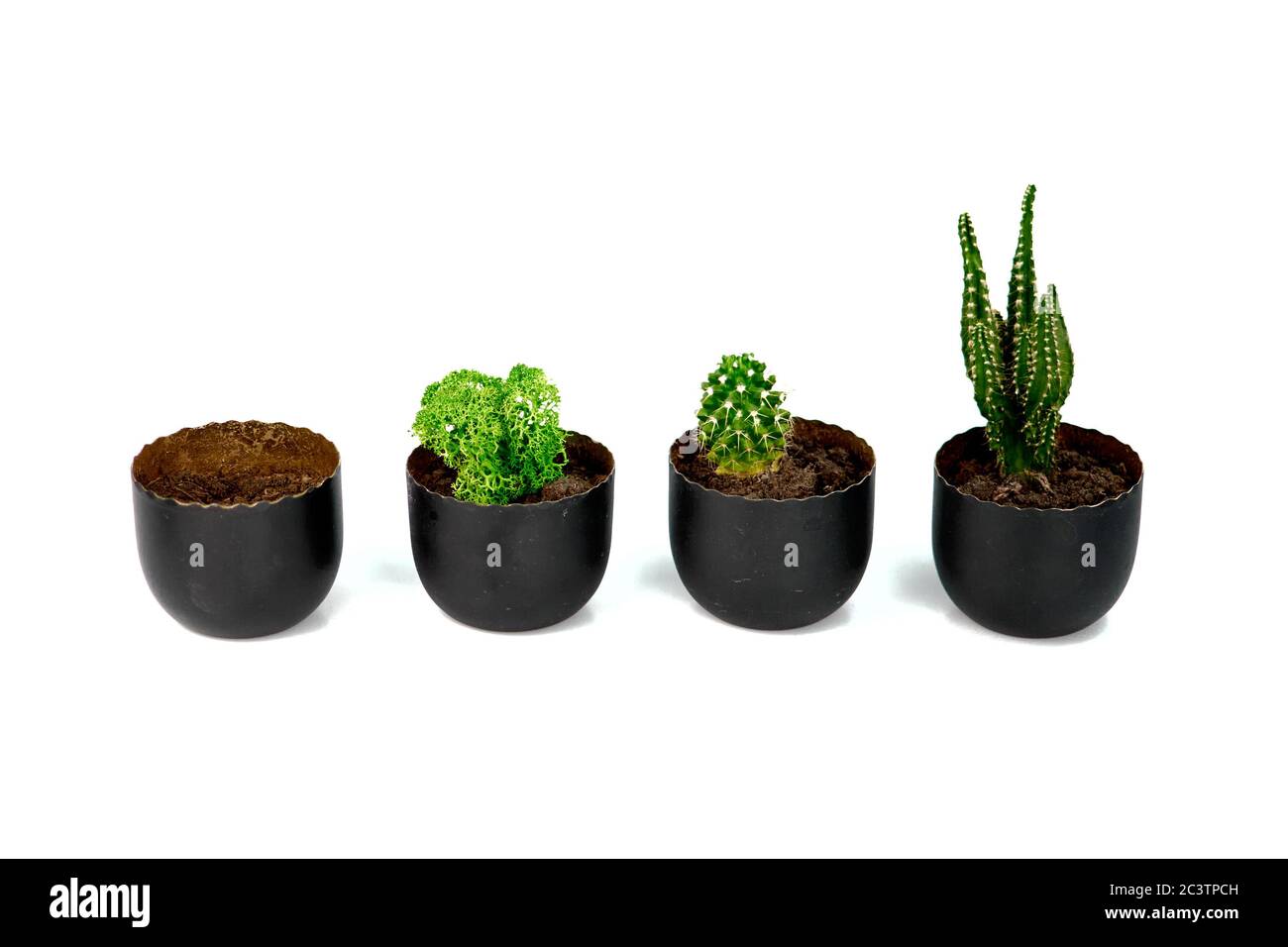 Decorative moss plant in dark pot isolated on with background ...