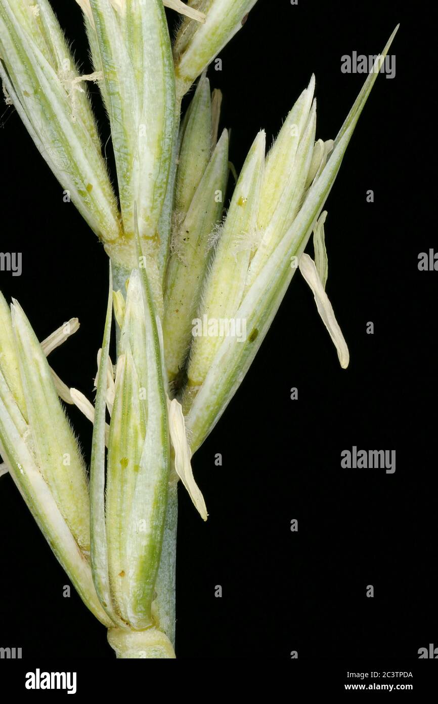 Mammoth Wild Rye High Resolution Stock Photography and Images - Alamy