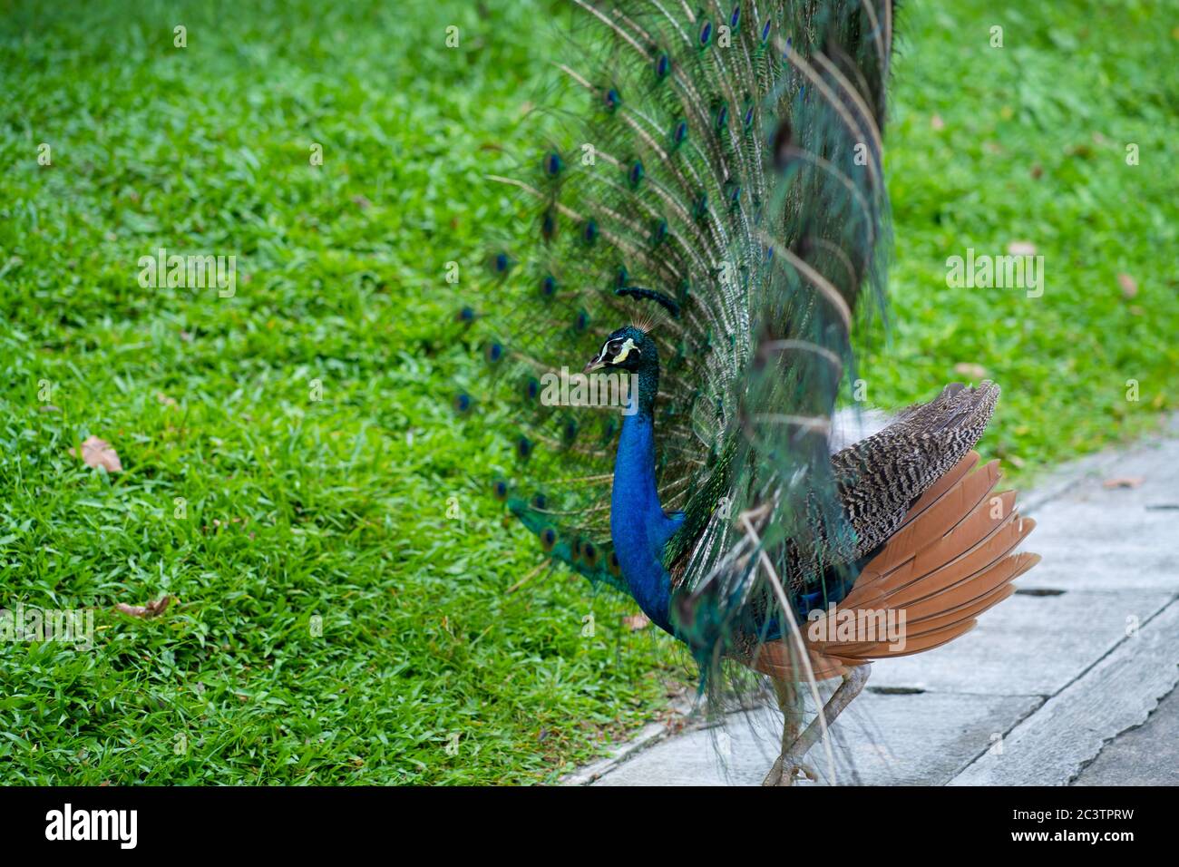 Beautiful well-groomed peacock fluffy a magnificent tail, flirts with a ...