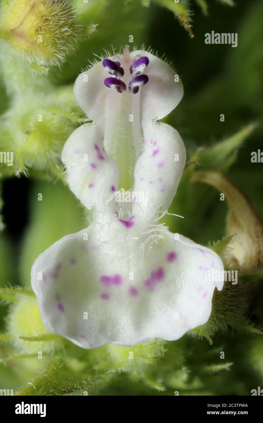 Nepeta cataria botanical illustration hi-res stock photography and ...